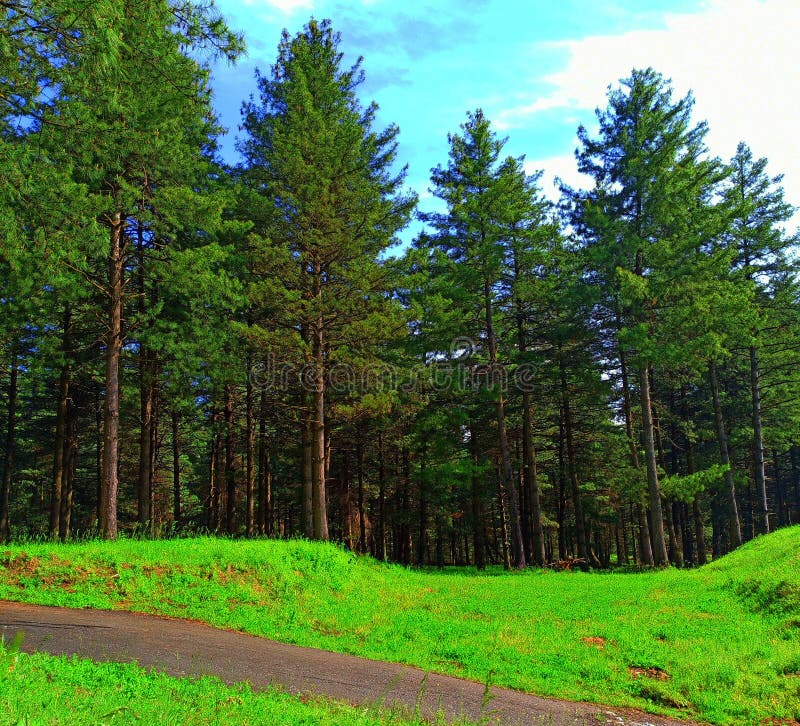 Beautiful Deodar Tree Forest Hill In Barot, Mandi, Himachal Pradesh ...