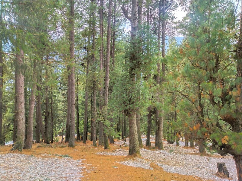 A Hut and Deodar Trees Covered by Snow in Heavy Snowfall in an Indian ...