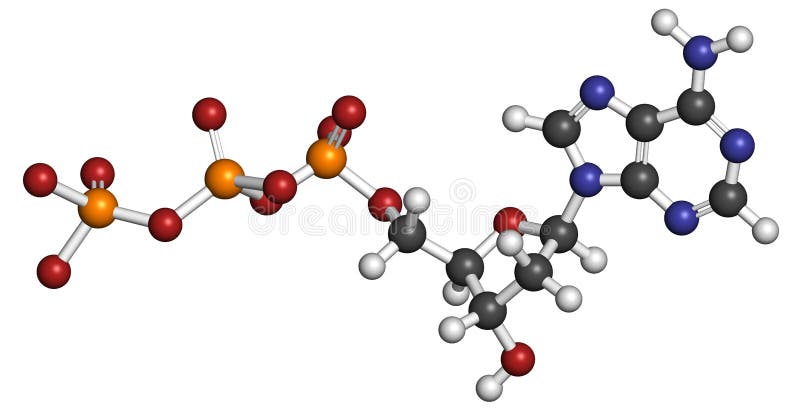 Deoxyadenosine Triphosphate (dATP) Nucleotide Molecule. DNA Building ...