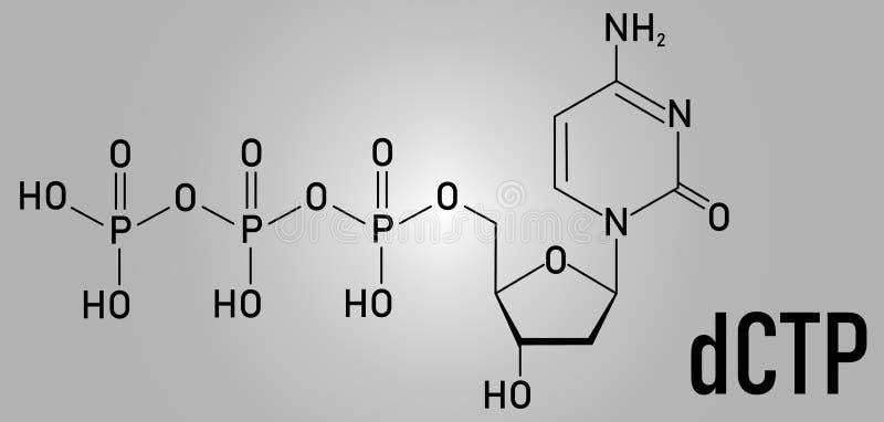 Deoxycytidine Triphosphate or DCTP Nucleotide Molecule. DNA Building ...