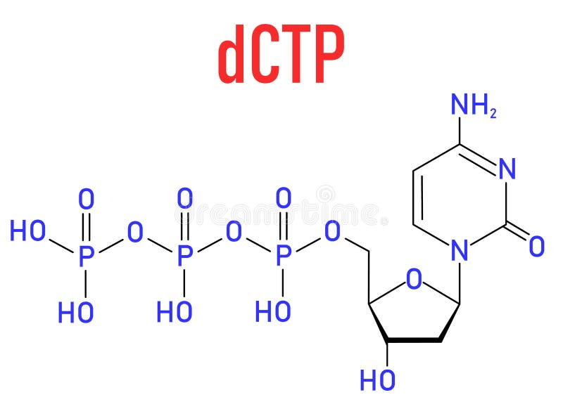 Deoxycytidine Triphosphate or DCTP Nucleotide Molecule. DNA Building ...