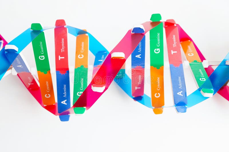 Deoxyribonucleic Acid or DNA, Double Helix Chains Structure Formed by ...