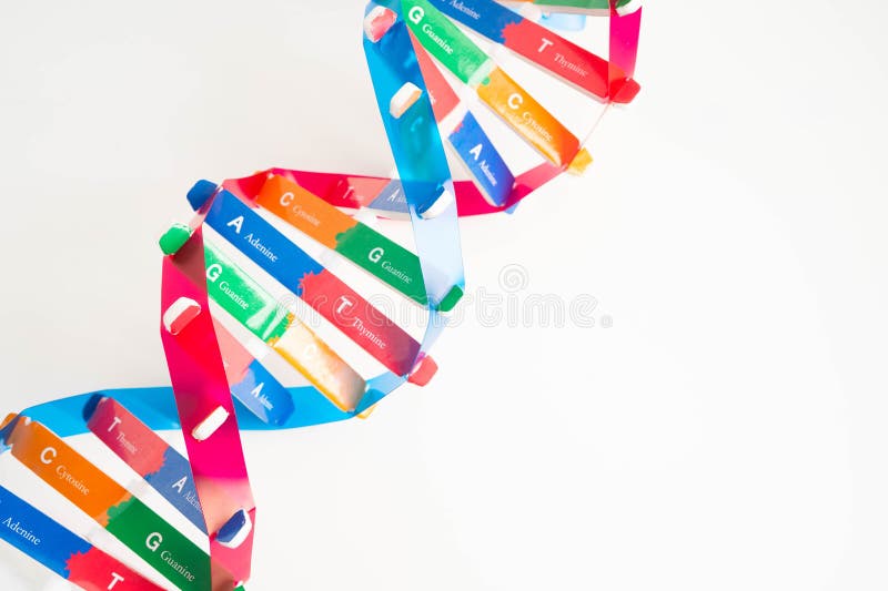Deoxyribonucleic Acid or DNA, Double Helix Chains Structure Formed by ...