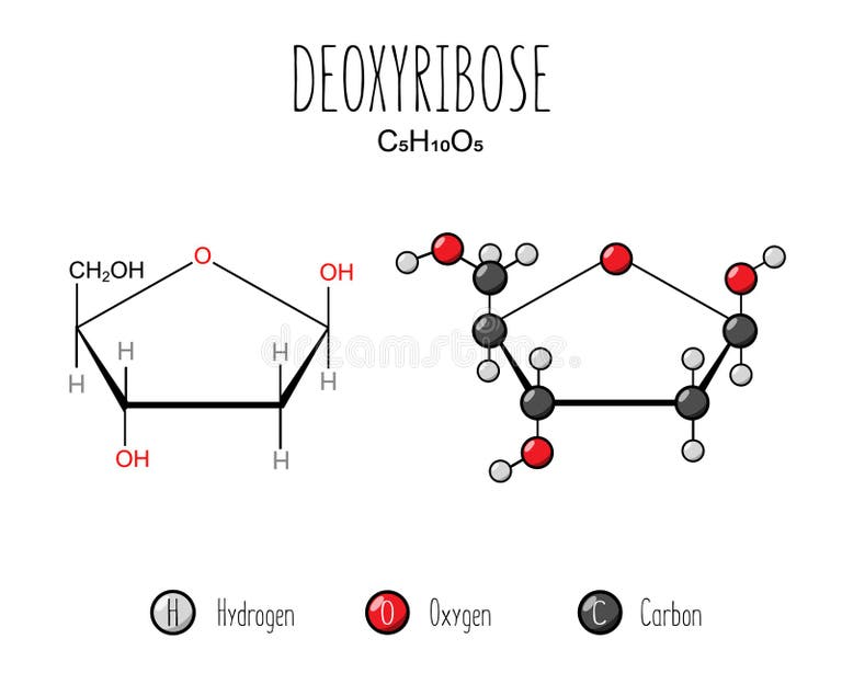 Deoxyribose Skeletal and Flat Representation. Stock Vector ...