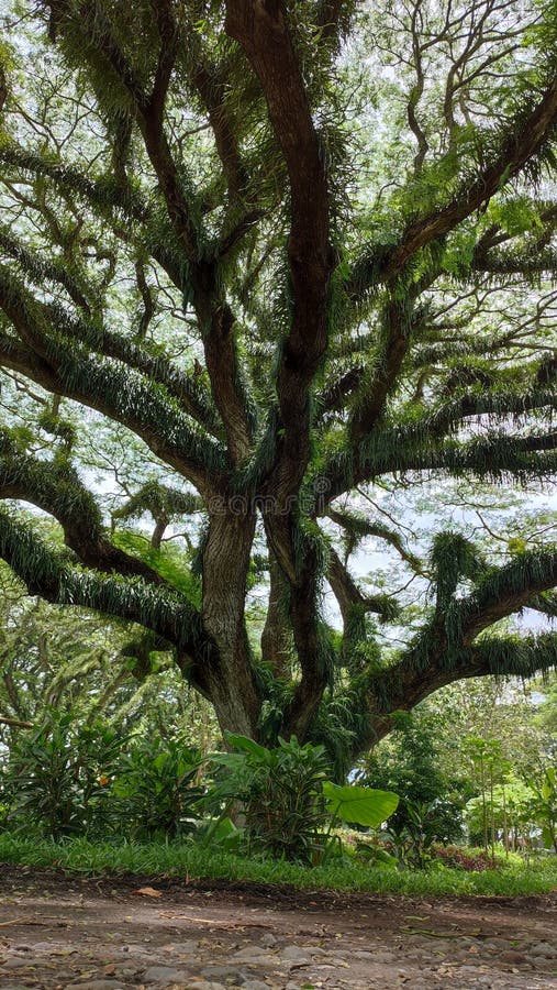 The Department Where There are Lots of Trembesi Trees that are Hundreds ...