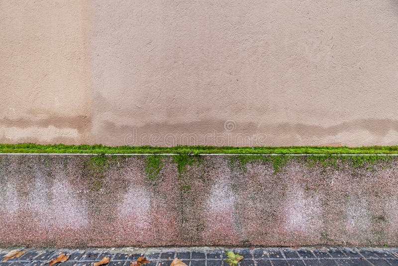 Depending on the Species of Moss, they Reach a Height of 1 To 10 Cm ...