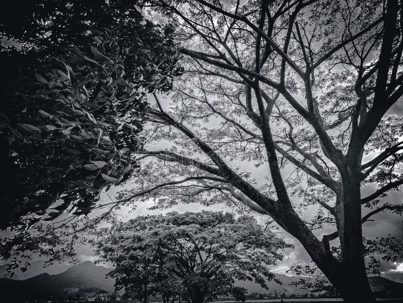 Depicting Trees and Nature in Black and White Images Stock Photo ...