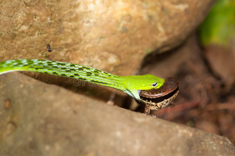 Depredación De La Serpiente Imagen de archivo - Imagen de bosque ...