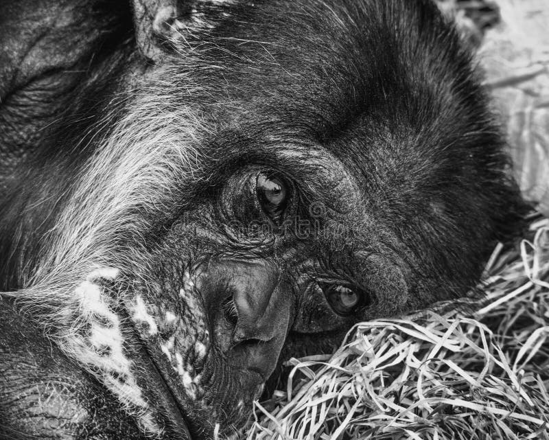 Depressed Chimpanzee stock image. Image of black, emotions - 48361681