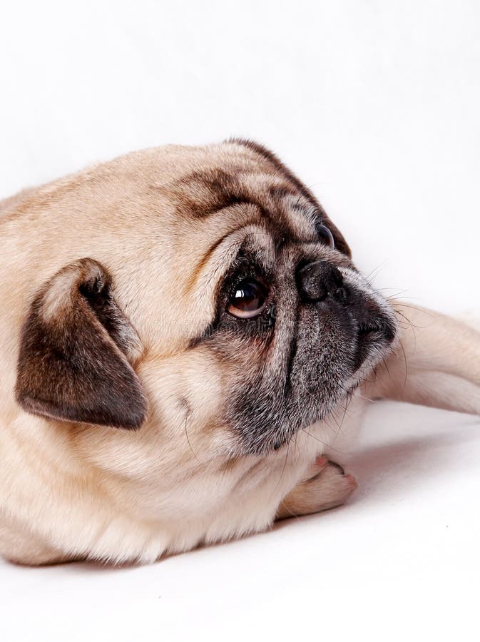 Depressed dog stock photo. Image of cute, depress, worried - 4169918