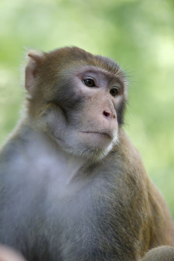 Depressed monkey stock image. Image of wild, cute, mammal - 55977153