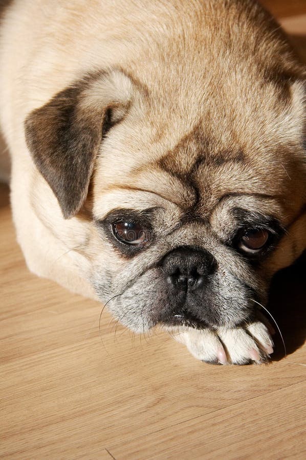 Depressed puppy dog stock photo. Image of dogs, bite, expression - 3947766