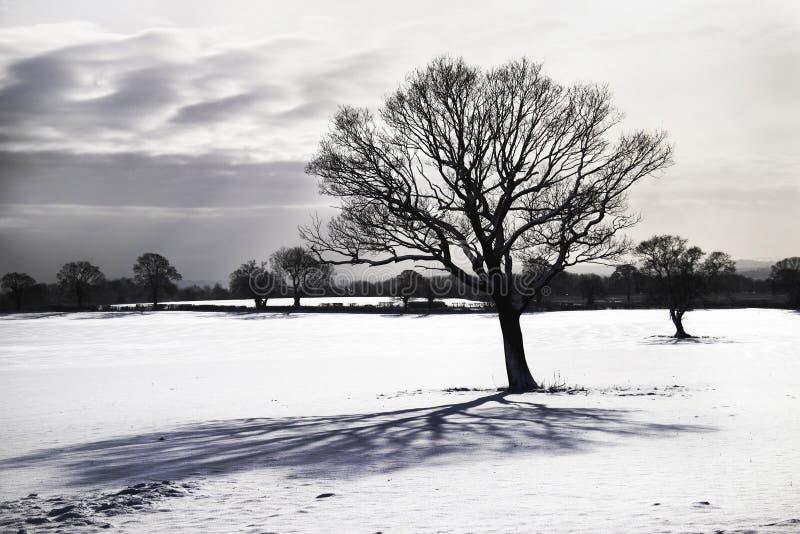 Depressed tree depression stock image. Image of midwinter - 13810169
