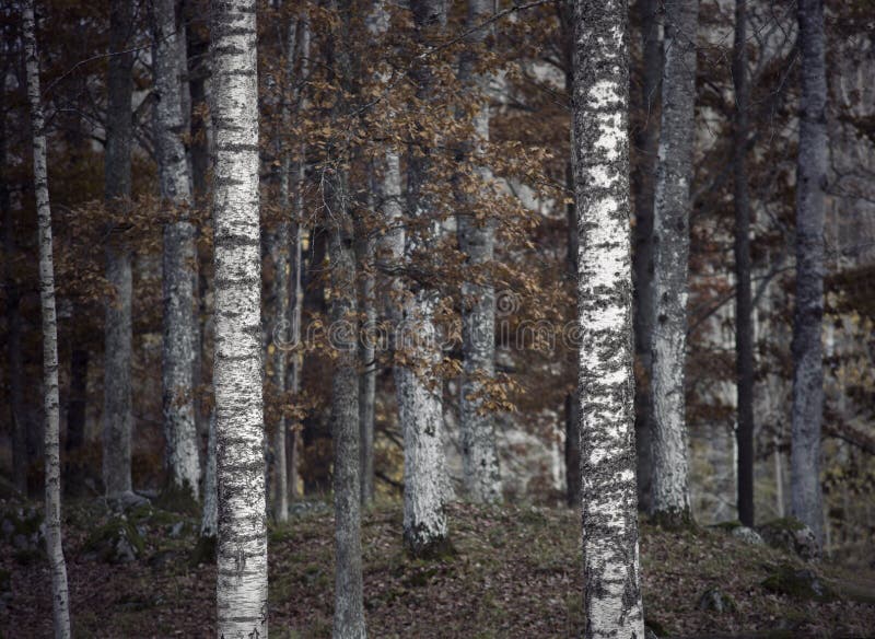 Depressing autumn forest stock photo. Image of dark, trees - 61432118