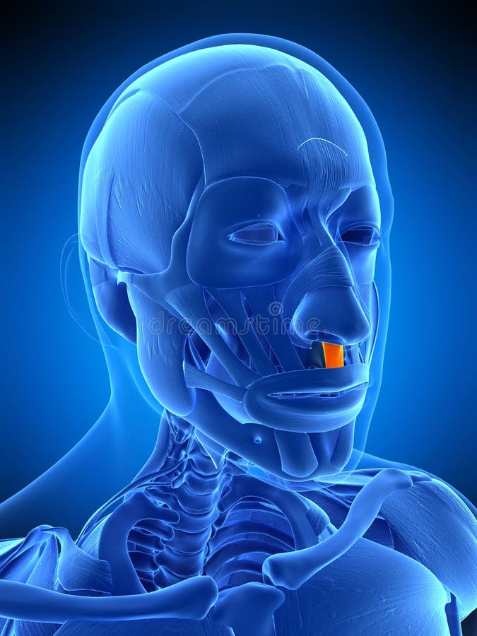 The depressor septi nasi stock illustration. Illustration of science ...