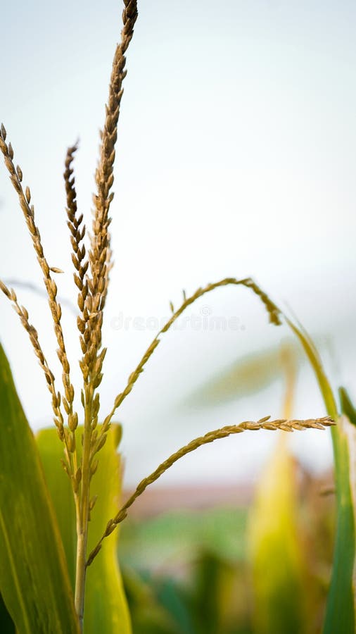 Dept of Field Style of Paddy Rice Stock Image - Image of object, paddy ...