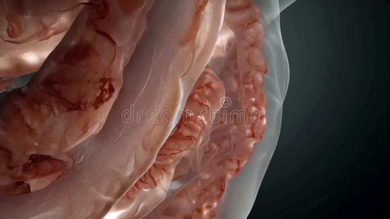 In-depth Examination of the Human Small Intestine S Structure and ...