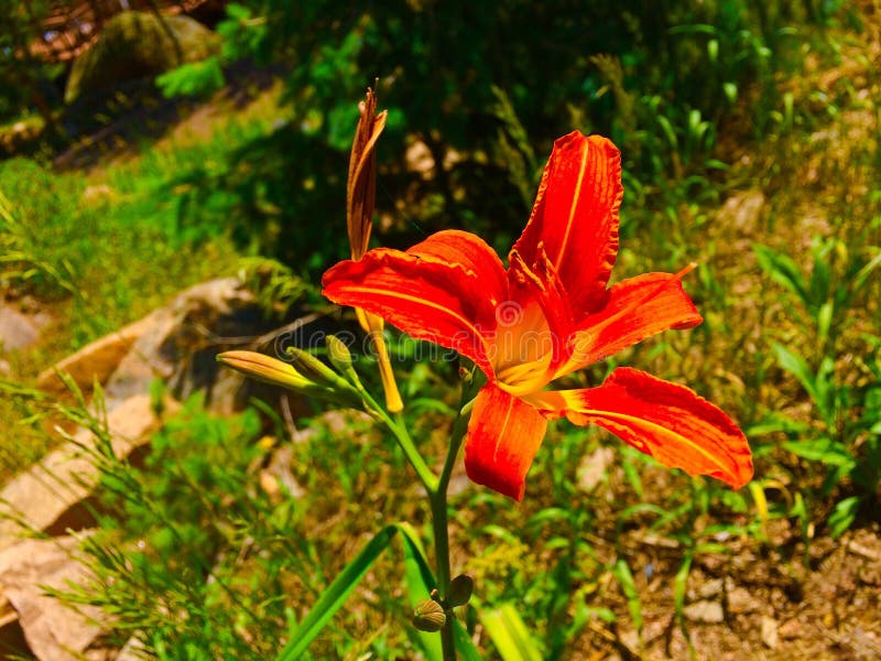 Depth of Feild flower stock image. Image of amazing, orange - 75875443