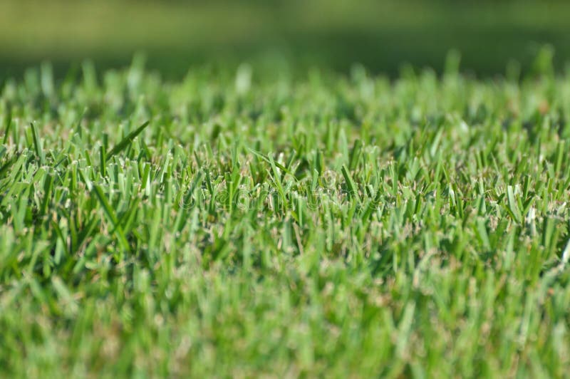 Depth of field photography stock photo. Image of distance - 155129836