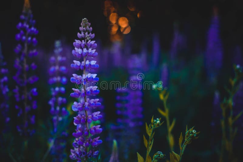 Depth Of Field Photography Of Purple Flowers Picture. Image: 109912482