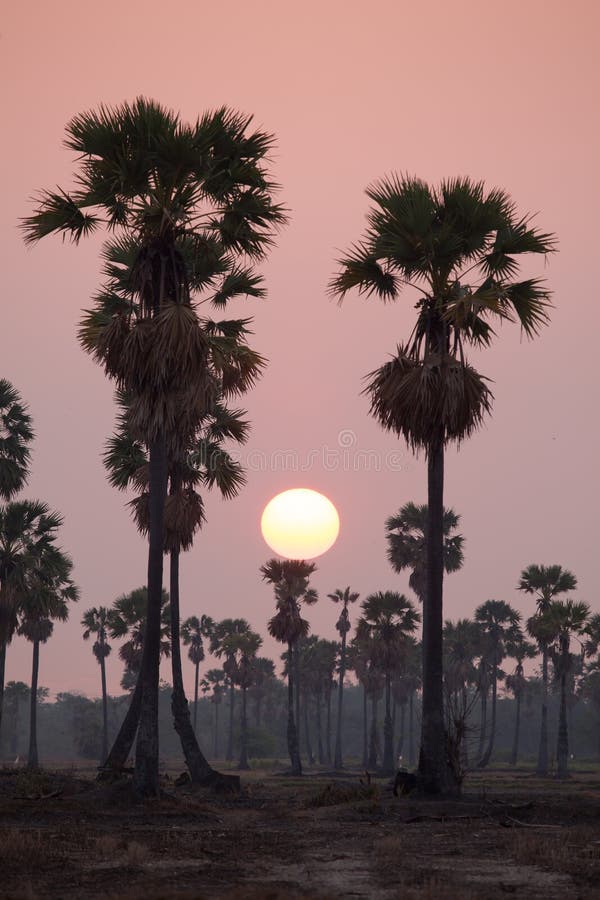 Depth of Field Silhouette Toddy or Sugar Palm Tree at Field in T Stock ...