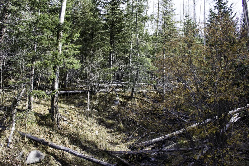 Forest Depth stock photo. Image of wilderness, evergreens - 102188268