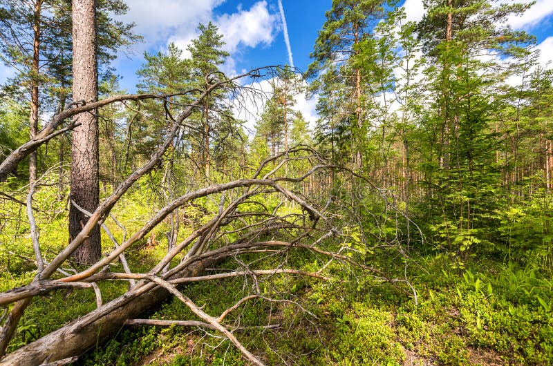 Depth Forest in Summertime. Wild Flora and Nature Stock Photo - Image ...