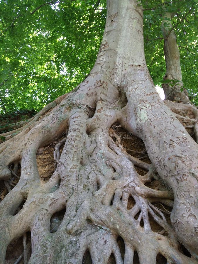 Deep roots stock image. Image of nature, roots, deep - 120057207