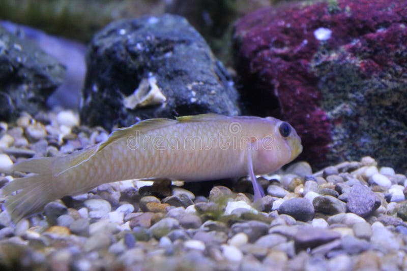 72 Nap Scale Photos - Free & Royalty-Free Stock Photos from Dreamstime