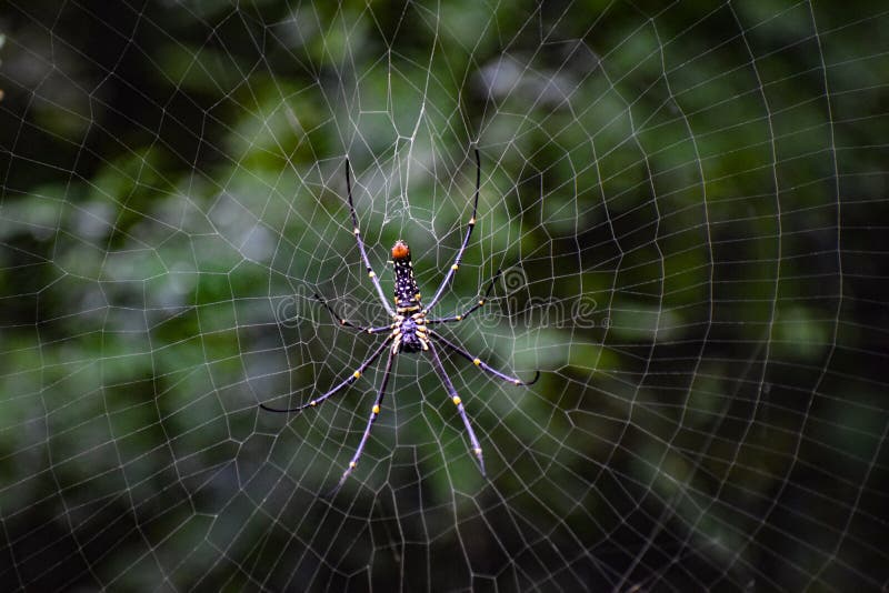 DEPTH in the SPIDER& X27;S WEB Stock Image - Image of home, deep: 109739761