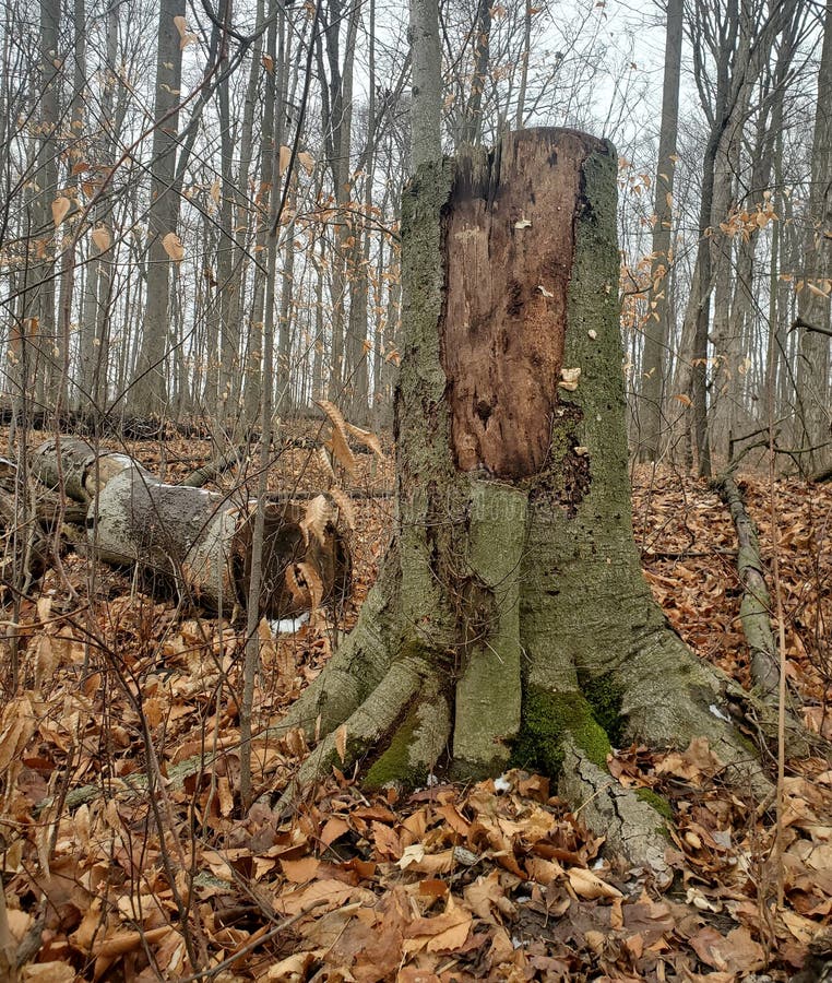 Depths of Decay stock image. Image of leaves, environment - 206282241
