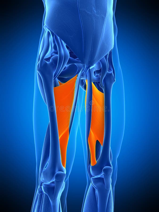 Der Adduktormuskulus Magnus Stock Abbildung - Illustration von ...
