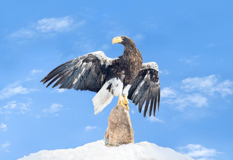 Der Adler Sitzt Auf Einem Stein Stockbild - Bild von felsen, frei: 13653557