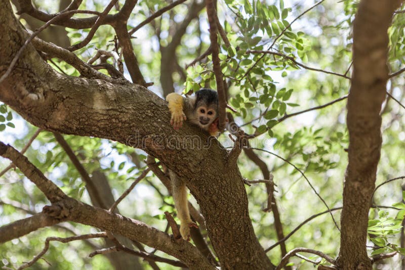 Der Affe im Baum stockbild. Bild von nett, foto, porträt - 74348267