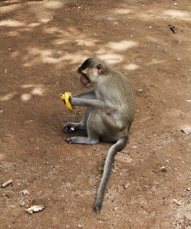 Affe sitzt und isst Banane stockbild. Bild von tier, alleine - 31414779
