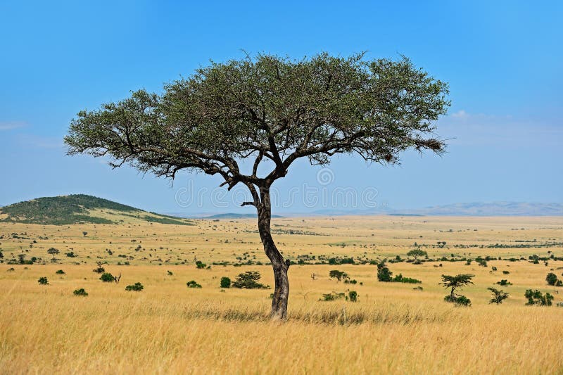Der Baum in Der Afrikanischen Savanne Stockfoto - Bild von landschaft ...
