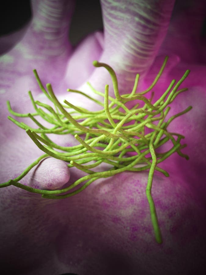 Der Bazillus Anthracis - Nahes Hohes Stock Abbildung - Illustration von ...