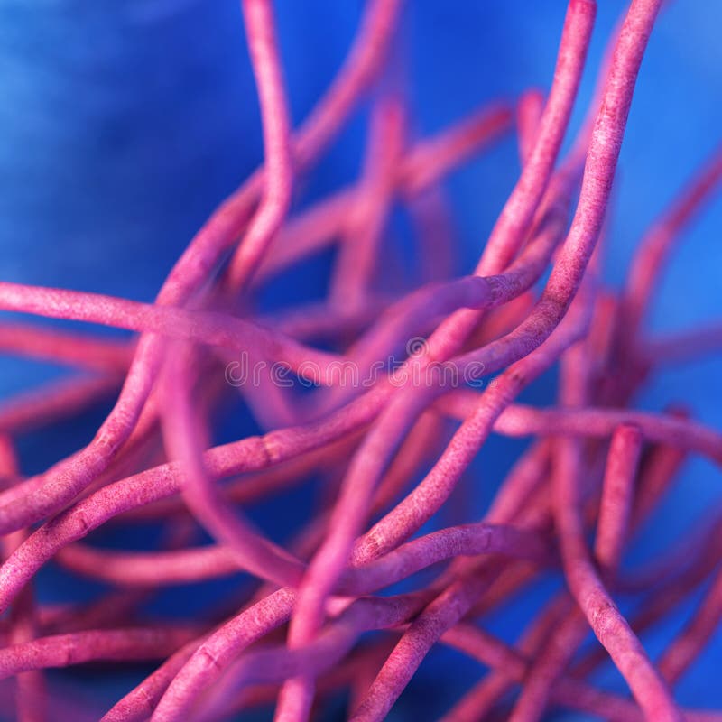 Der Bazillus Anthracis - Nahes Hohes Stock Abbildung - Illustration von ...