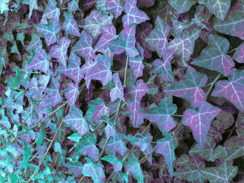 DER BLAUE EFEU stockbild. Bild von blau, nave, gras, blätter - 5682375