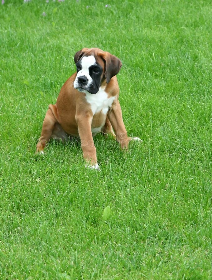 Der Boxer des Welpen stockbild. Bild von sommer, wächter - 3160597