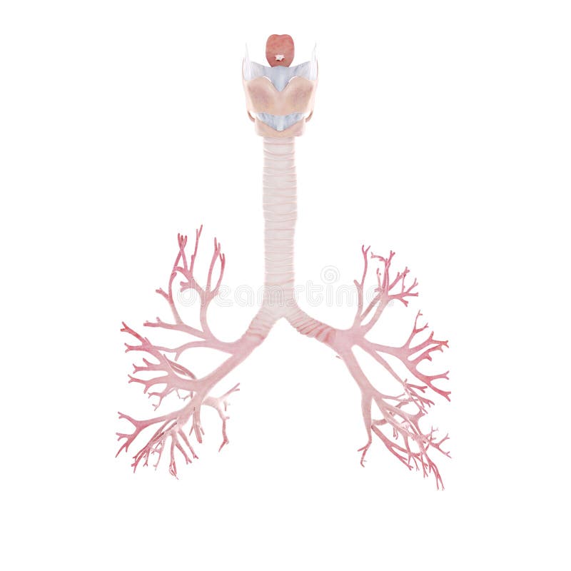 Der Bronchi stock abbildung. Illustration von bronchi - 165083258