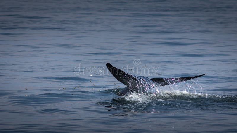 Der Brydewal stockfoto. Bild von meerblick, meer, wamme - 54597772