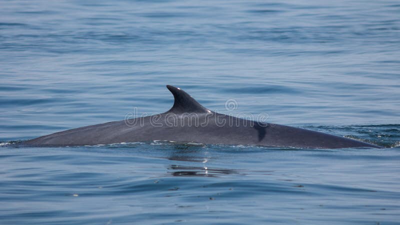 Der Brydewal stockfoto. Bild von horizont, ansicht, thailand - 54405346