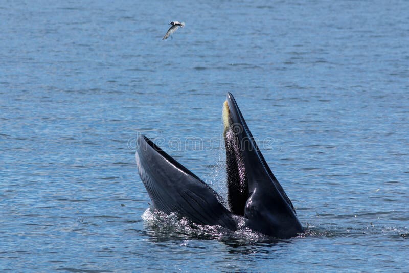 Der Brydewal stockfoto. Bild von meerblick, meer, wamme - 54597772