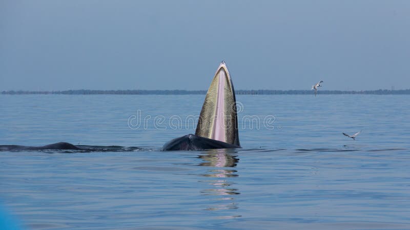 Der Brydewal stockfoto. Bild von ozean, kiefer, wamme - 56633458