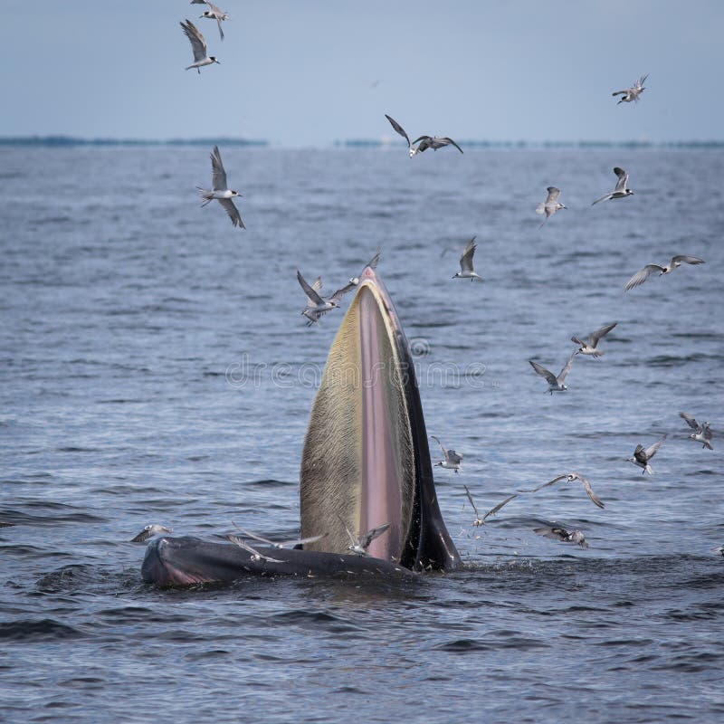 Der Brydewal stockfoto. Bild von sorte, lebensraum, barten - 54597766