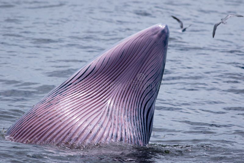 Der Brydewal stockfoto. Bild von meerblick, meer, wamme - 54597772