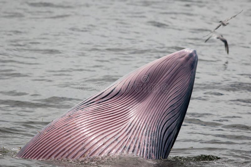 Der Brydewal stockfoto. Bild von sorte, lebensraum, barten - 54597766