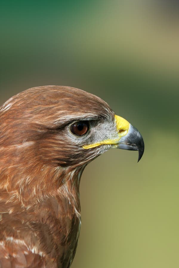 Der Bussard stockbild. Bild von federn, gefährdet, frech - 1110811