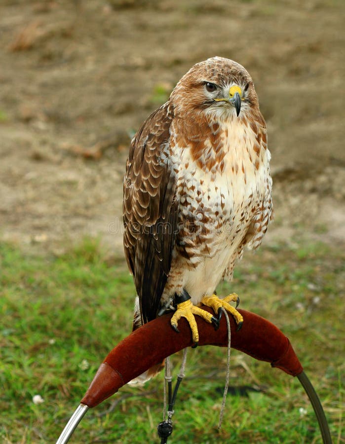 Der Bussard stockfoto. Bild von majestätisch, augen, ausdrucksvoll - 181602